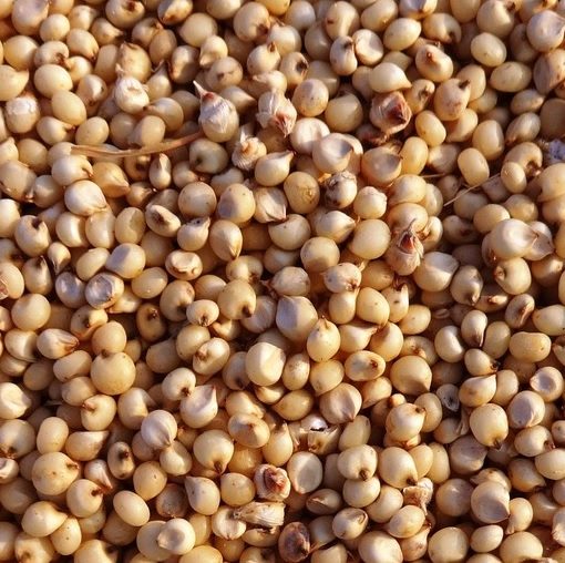 Sorghum – Yellow Submarine