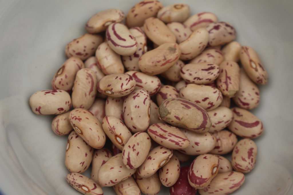 Sugar Beans – Yellow Submarine